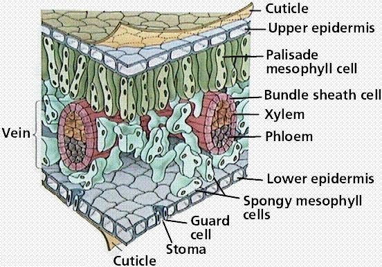 Plant Information Online Plantinfo Blog Plantinfo Simple Tissues plant-information-online-plantinfo-blog-plantinfo-simple-tissues